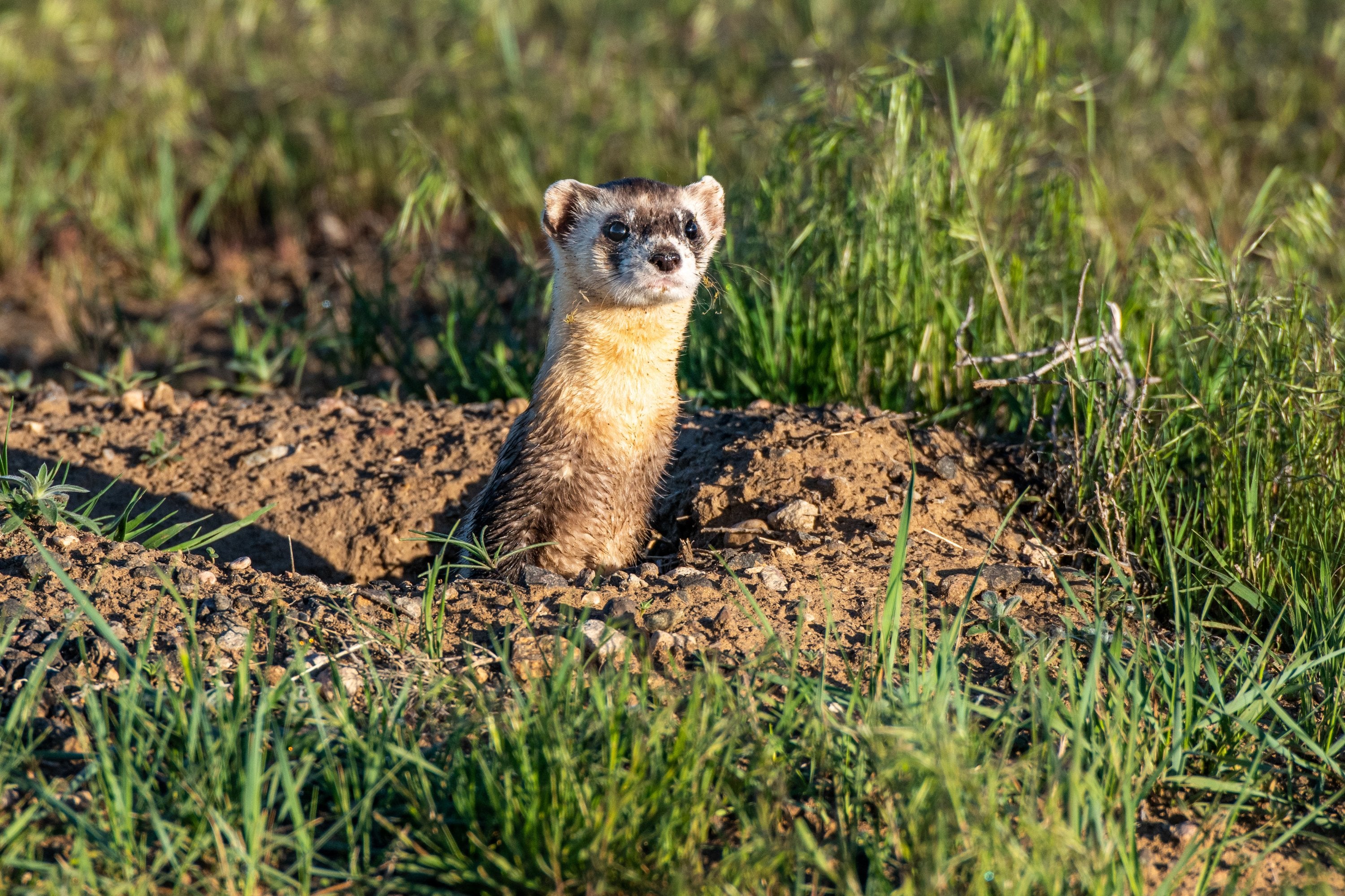 Mustelids – Viking Pest