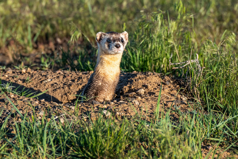 Viking Pest Control | Reliable Pest & Rodent Products NZ