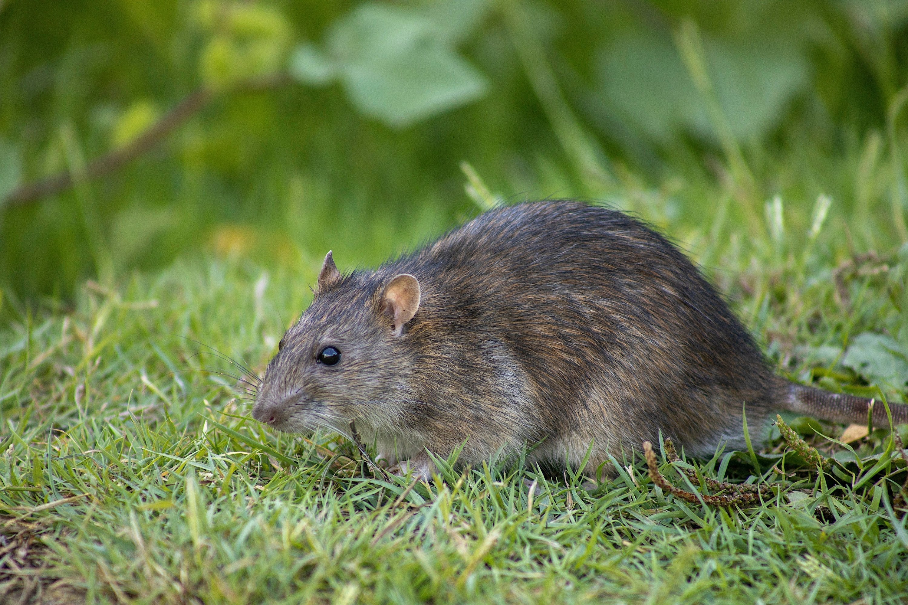 Rat & Mouse Control | Effective Rodent Solutions | Viking NZ – Viking Pest