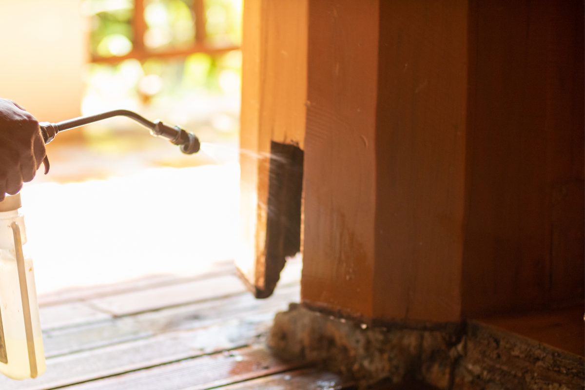 Viking Pest Control | Reliable Pest & Rodent Products NZ