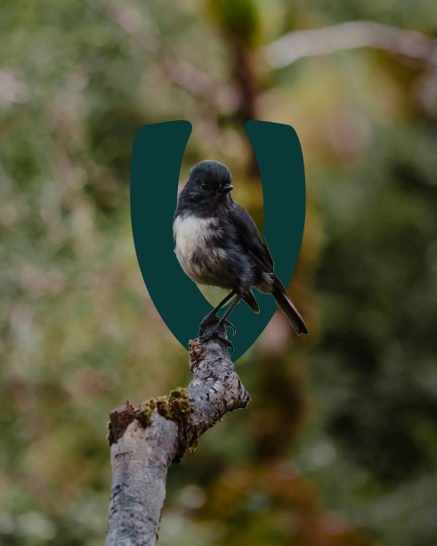 Viking Pest Products | New Zealand’s Trusted Pest Product Experts